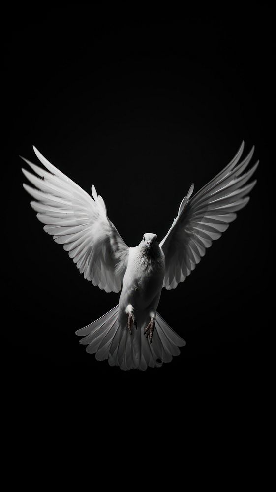 white pegeon flying animal motion | Premium Photo - rawpixel