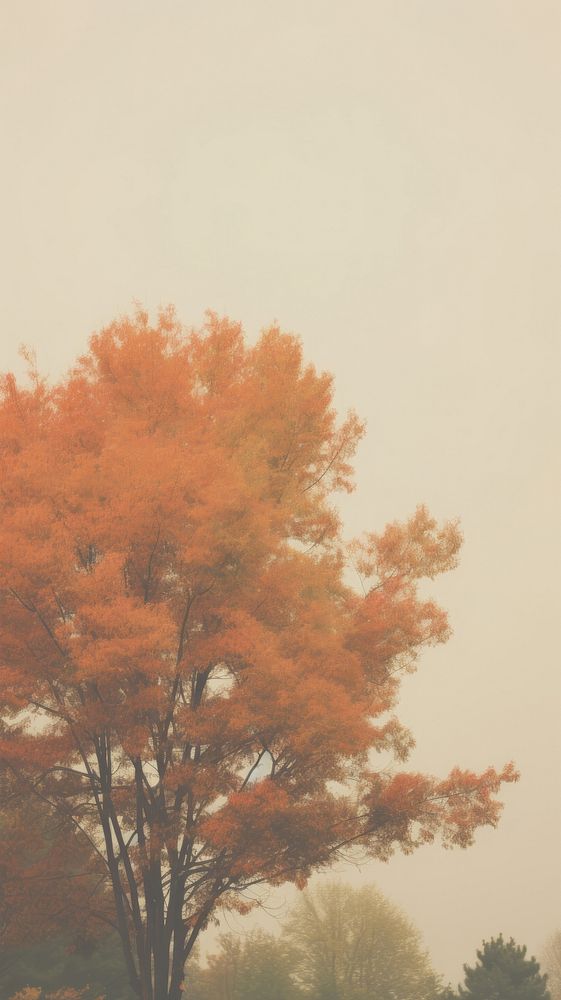 Aesthetic fall tree landscape wallpaper | Premium Photo - rawpixel