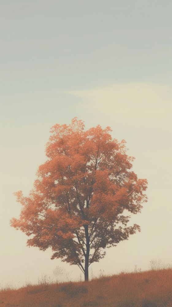 Aesthetic fall tree landscape wallpaper | Free Photo - rawpixel