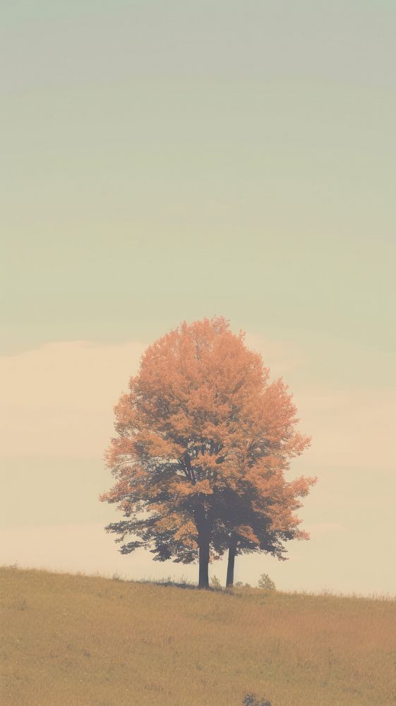 Aesthetic fall tree landscape wallpaper | Free Photo - rawpixel