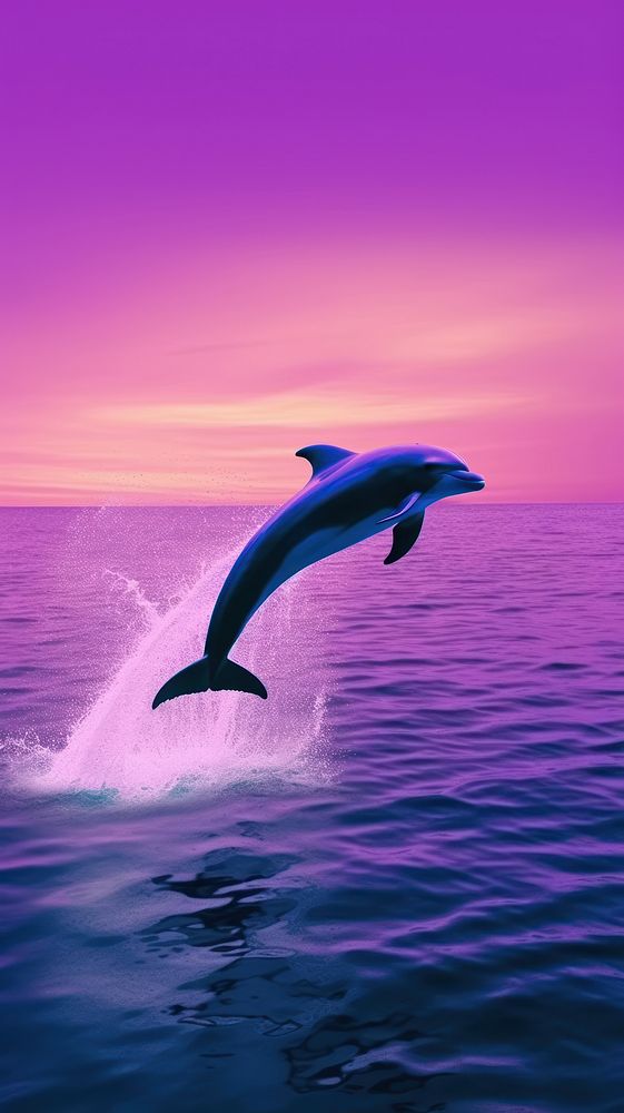 Purple dolphin jumping sea animal | Free Photo - rawpixel