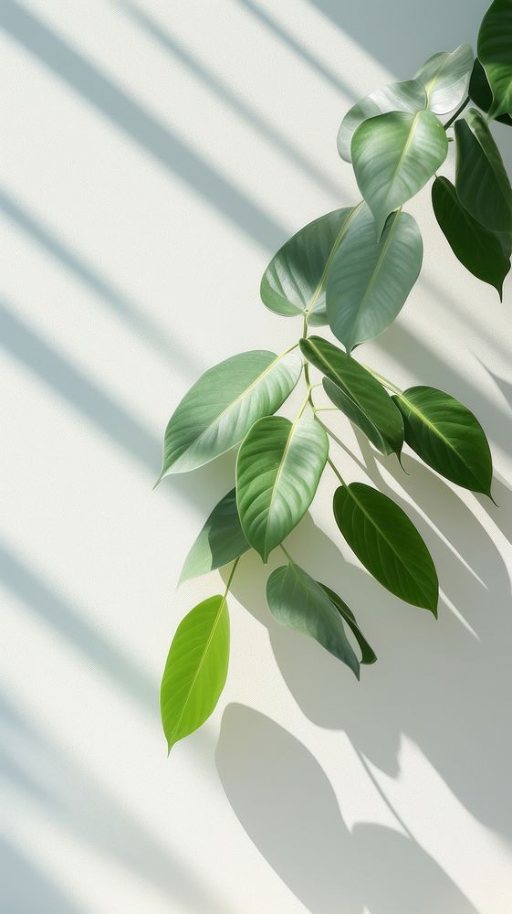 Close green leaves shadow plant | Free Photo - rawpixel