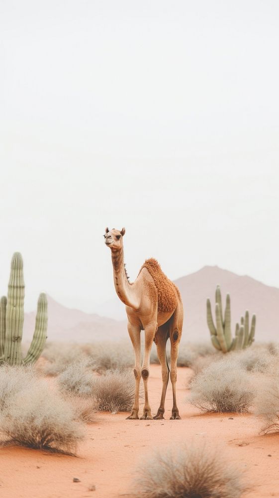 Desert cactus camel standing animal. | Premium Photo - rawpixel
