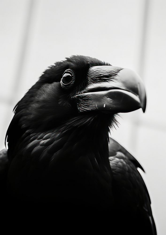 crow close-up animal black beak. | Premium Photo - rawpixel