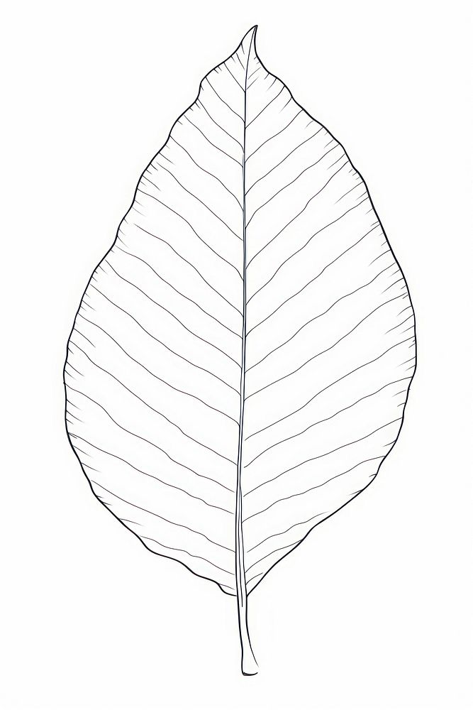 tree leaf drawing sketch plant. | Premium Photo Illustration - rawpixel