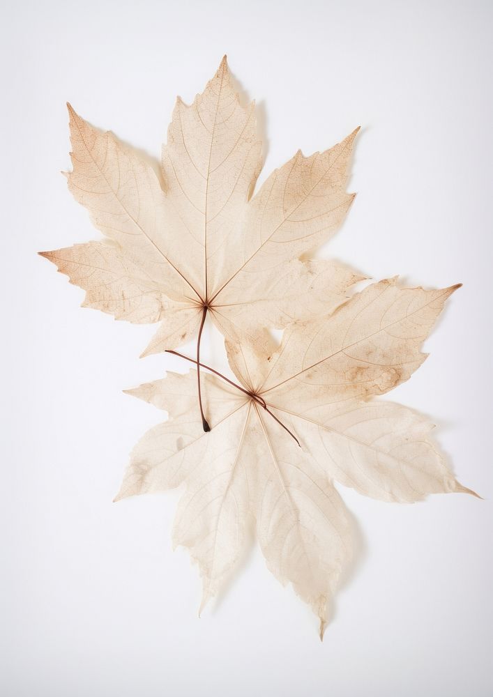 Real Pressed white maple leaves | Premium Photo - rawpixel