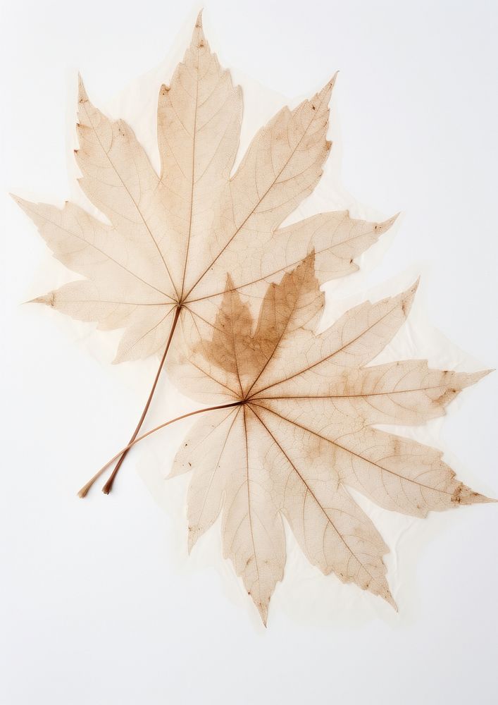 Real Pressed white maple leaves | Free Photo - rawpixel