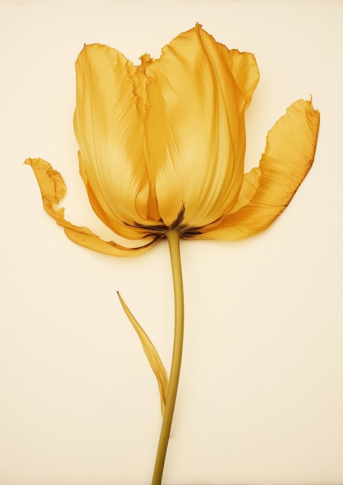 Real Pressed yellow tulip flower | Premium Photo - rawpixel