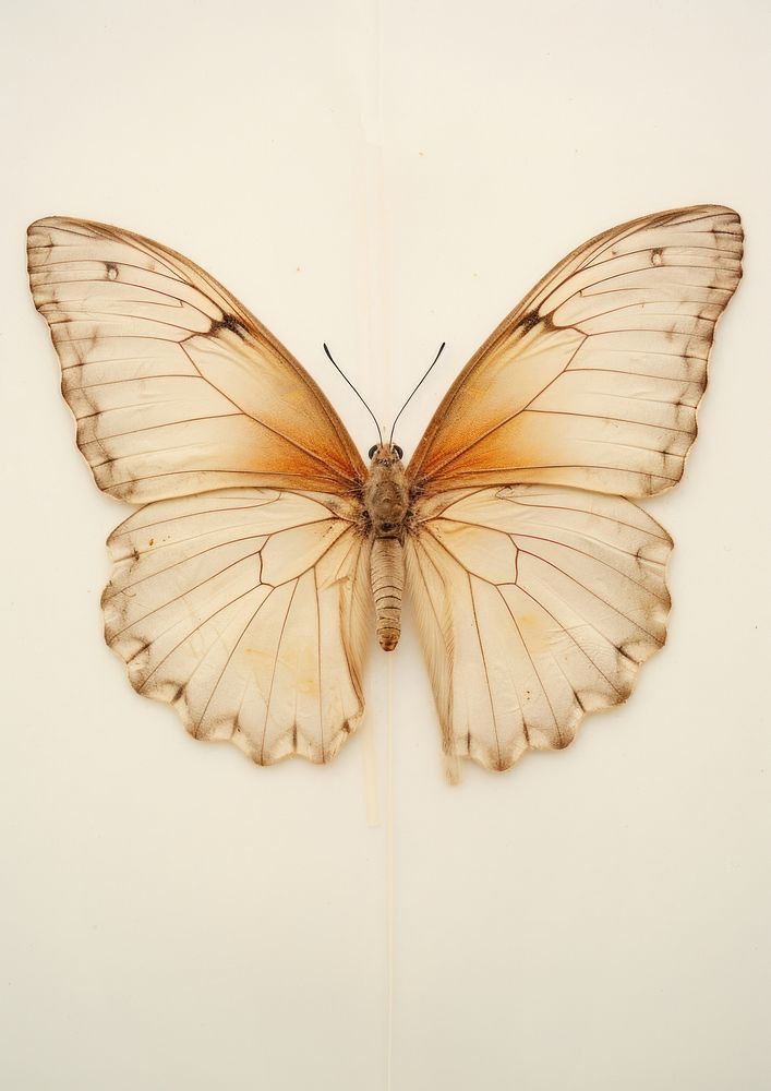 Real Pressed butterfly animal insect | Free Photo - rawpixel