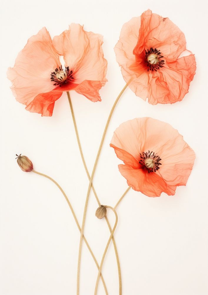 Real Pressed poppy flowers petal | Free Photo - rawpixel