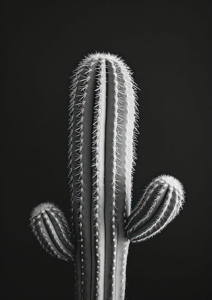 A cactus plant black white. | Premium Photo - rawpixel