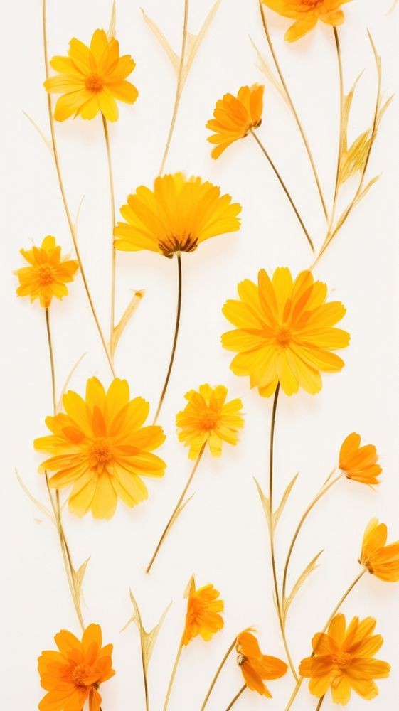 PNG Real pressed calendula flowers | Free Photo - rawpixel