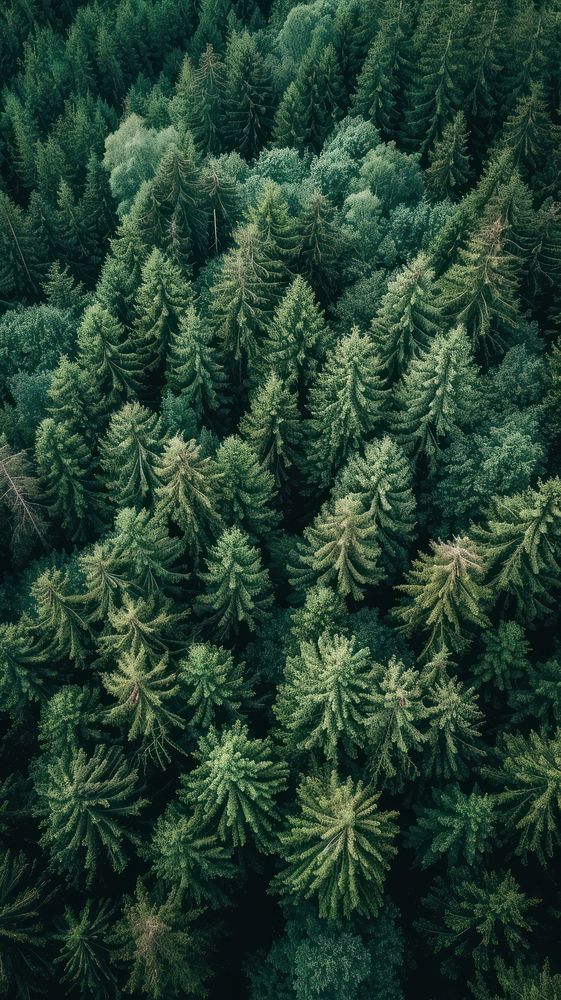 Aesthetic forest photo outdoors woodland | Premium Photo - rawpixel