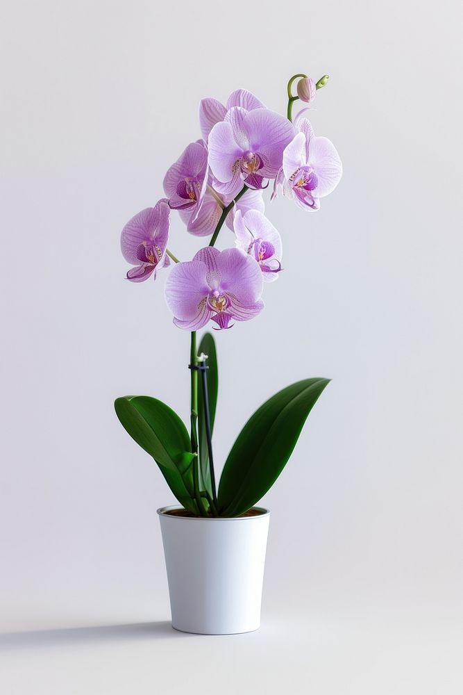 Purple orchid boque blossom flower | Premium Photo - rawpixel