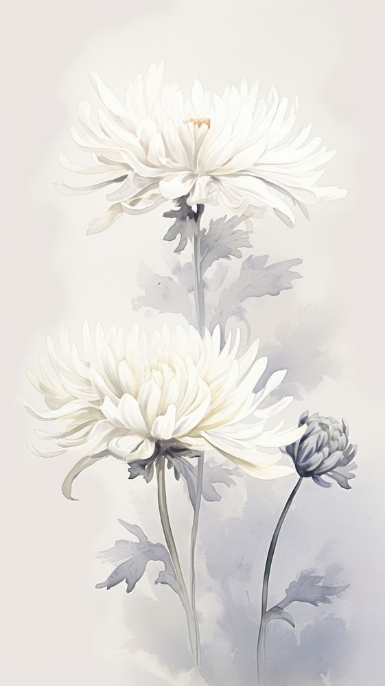 Flower chrysanths drawing sketch. | Premium Photo Illustration - rawpixel