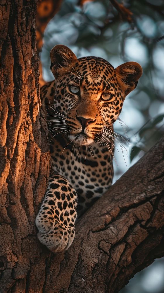 Full body leopard climbing tree | Free Photo - rawpixel