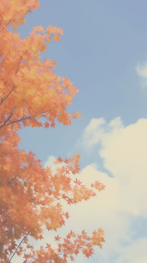 Aesthetic maple Autumn landscape wallpaper | Free Photo - rawpixel