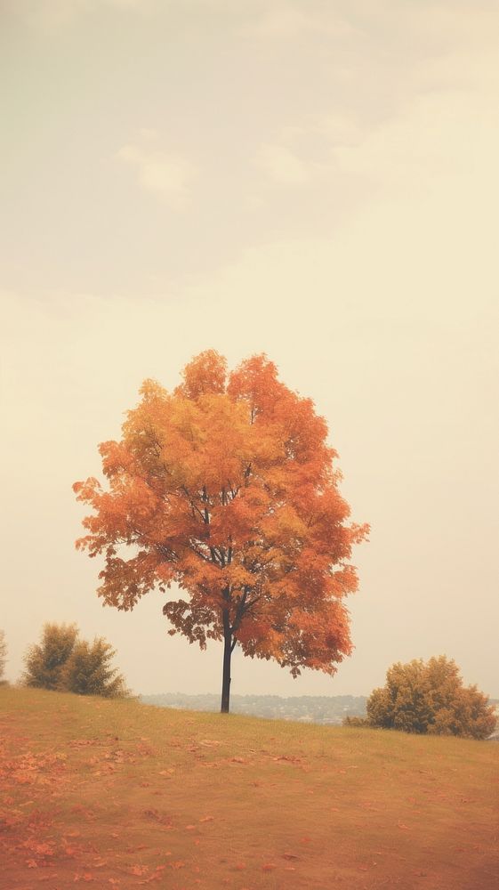 Aesthetic maple tree Autumn landscape | Premium Photo - rawpixel