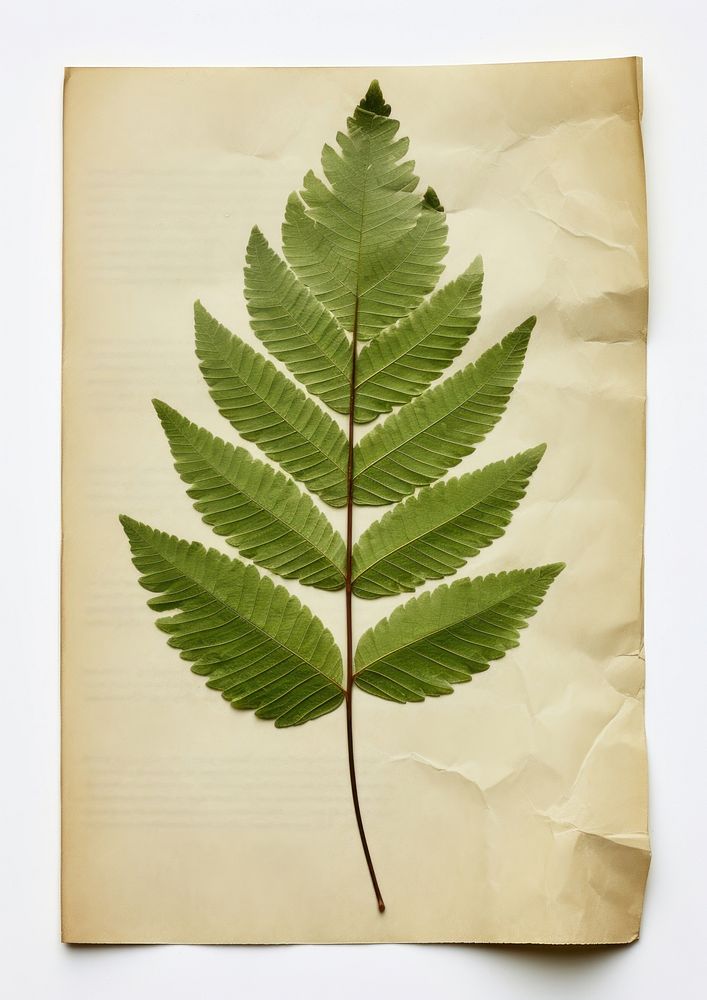 Real Pressed minimal aesthetic green | Premium Photo - rawpixel