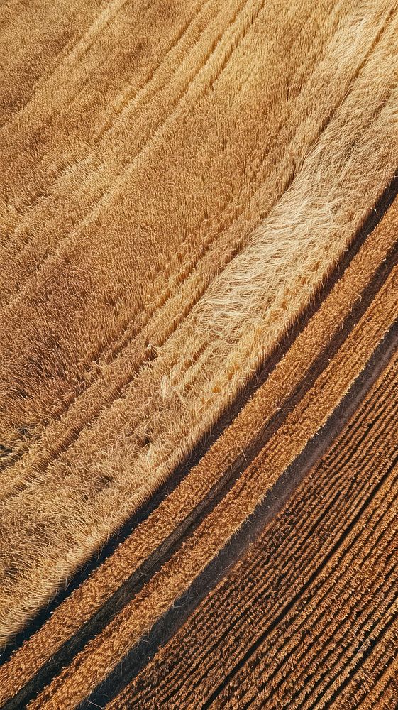 Aerial top view stunning wheat | Premium Photo - rawpixel