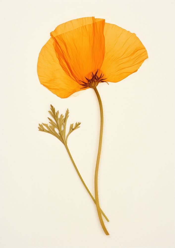 Flower poppy petal plant. | Premium Photo - rawpixel