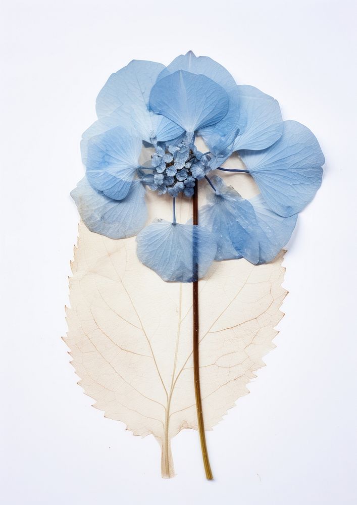 Real Pressed single blue hydrangea | Free Photo - rawpixel