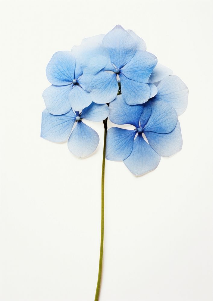 Real Pressed single blue hydrangea | Free Photo - rawpixel