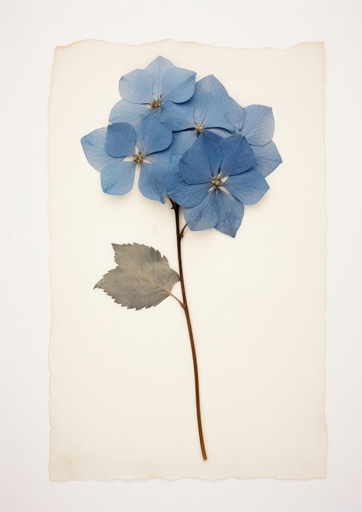 Real Pressed single blue hydrangea | Premium Photo - rawpixel