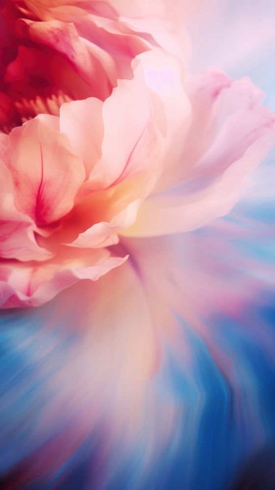Distorted flower petal plant rose. | Premium Photo - rawpixel