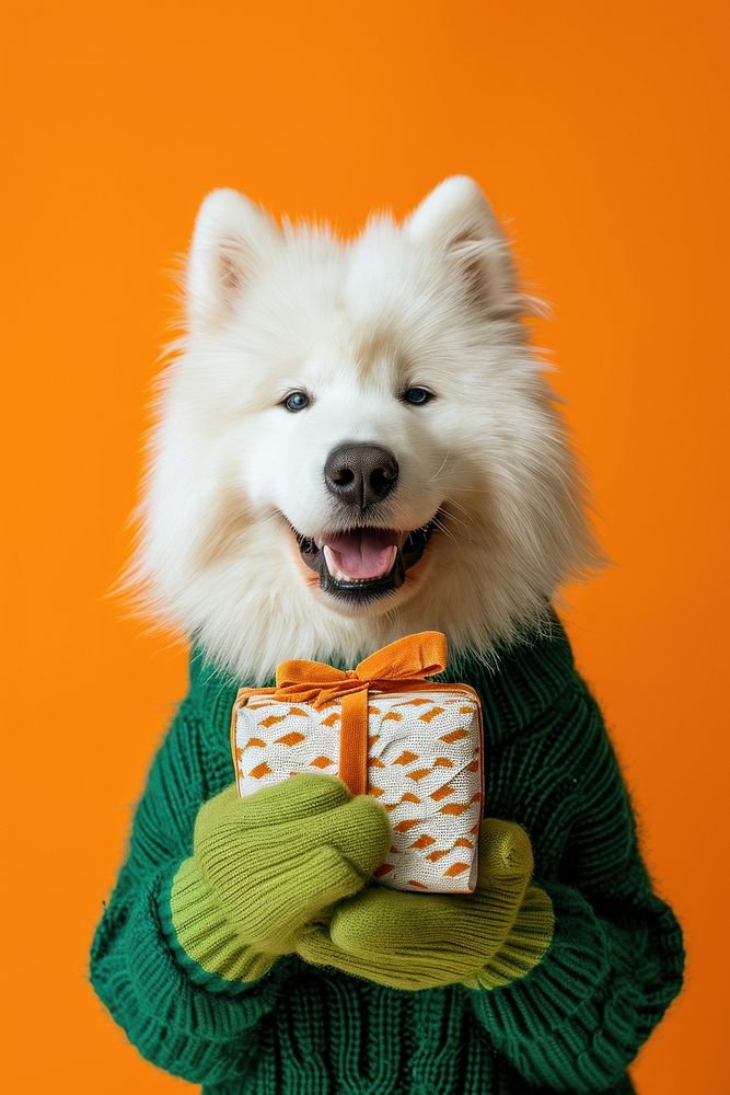 Samoyed wearing green sweater gloves | Free Photo - rawpixel