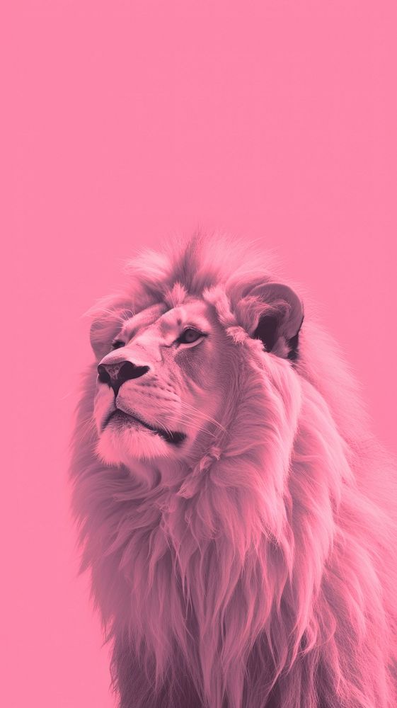 Pink aesthetic lion wallpaper wildlife | Premium Photo - rawpixel