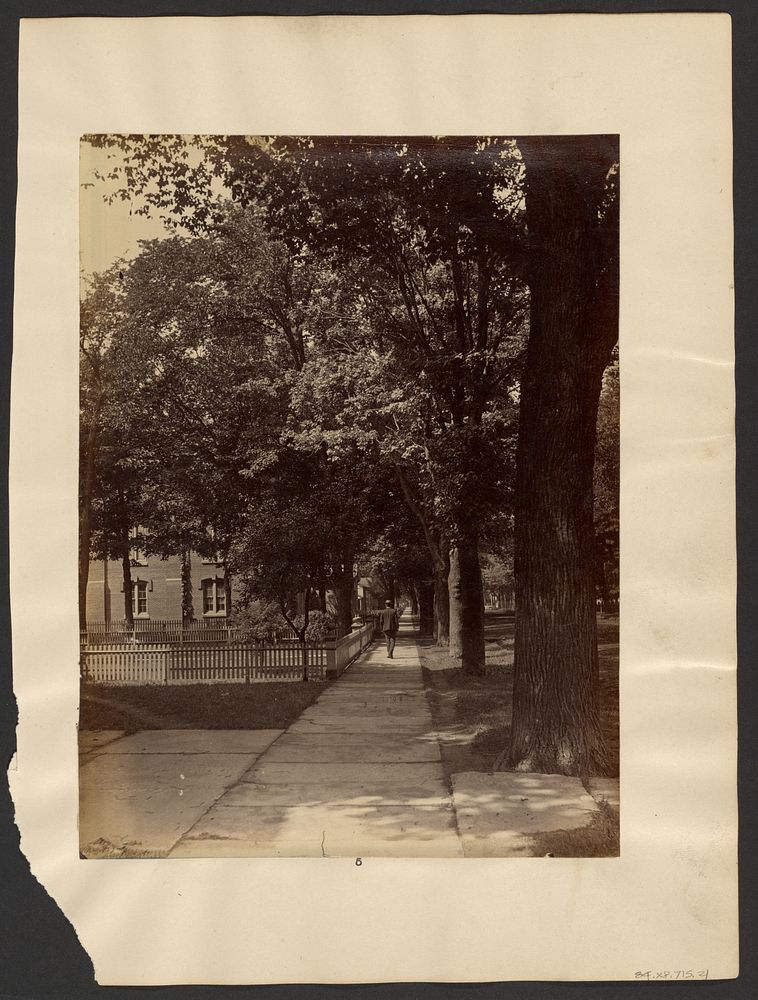 Tree lined sidewalk, Maple City | Free Photo Illustration - rawpixel