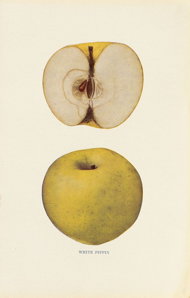 White Pippin | Free Photo - rawpixel