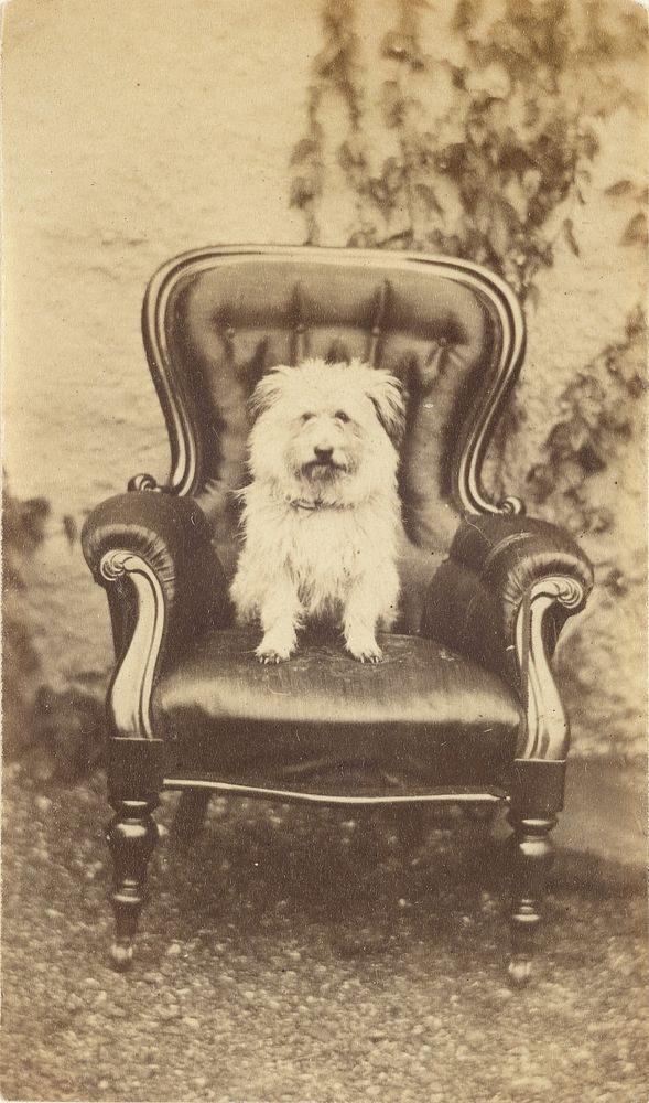 Seated Dog | Free Photo - rawpixel