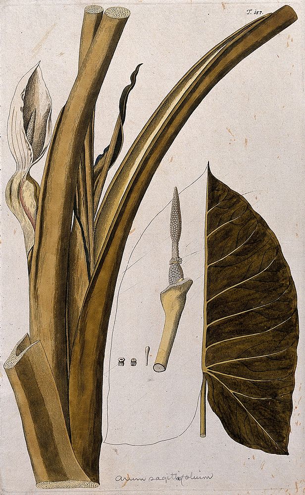 Tannia (Xanthosoma sagittifolium). | Free Photo Illustration - rawpixel