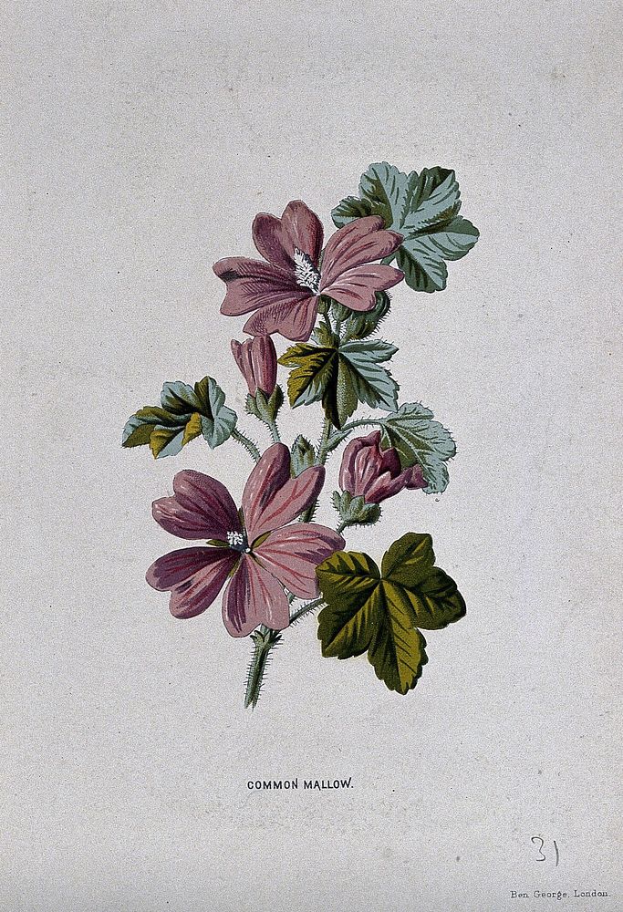 Common mallow (Malva sylvestris): flowering | Free Photo Illustration ...