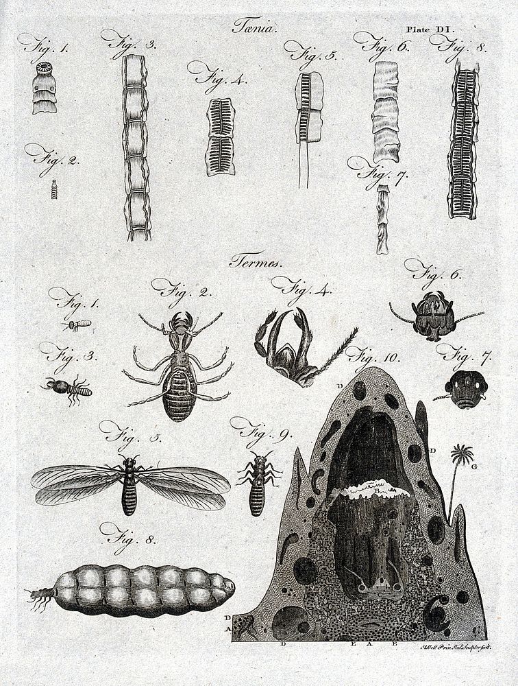 Microscopy: diagrams illustrating insects and | Free Photo Illustration ...