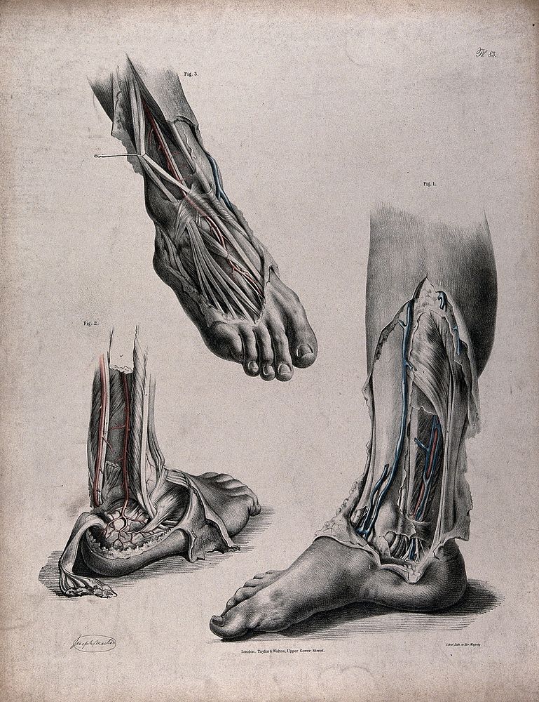 circulatory system: dissections foot, lower | Free Photo Illustration ...