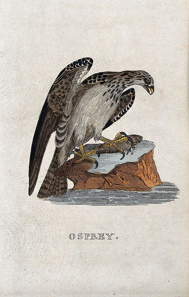 An osprey. Coloured engraving | Free Photo Illustration - rawpixel