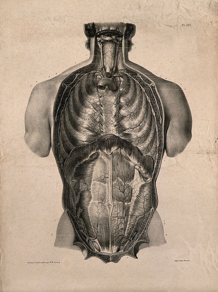 Thorax and abdomen: superficial dissection. | Free Photo Illustration ...