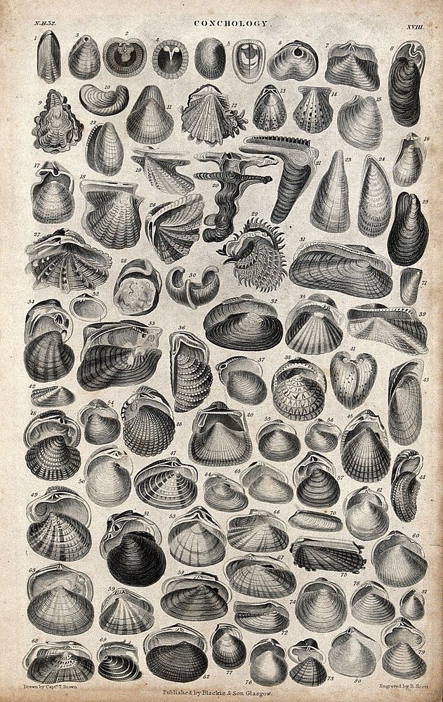 table 79 different shells. Engraving | Free Photo Illustration - rawpixel