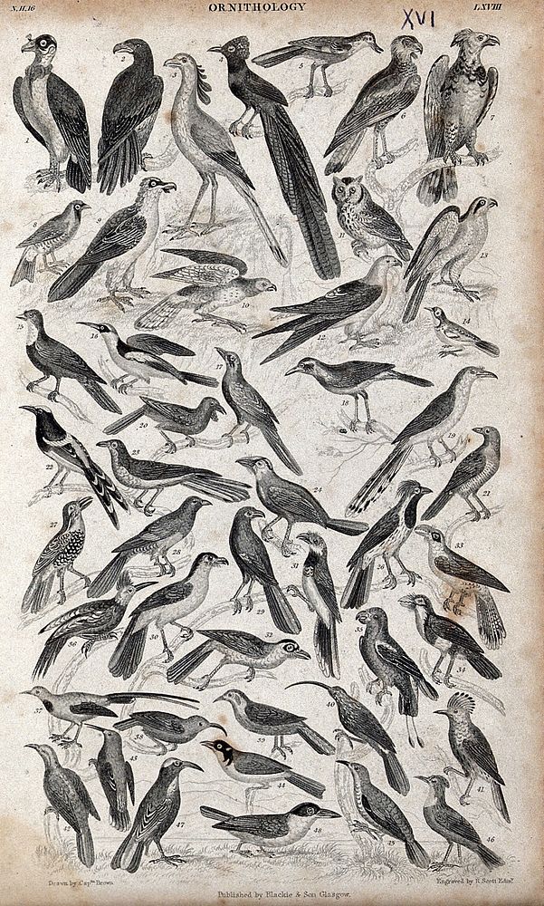 table 46 different birds. Engraving | Free Photo Illustration - rawpixel