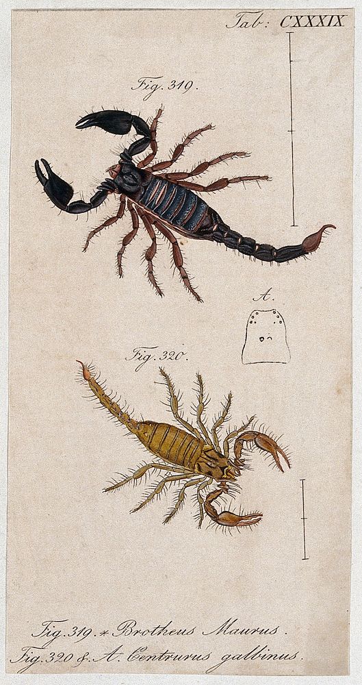 Two scorpions: Brotheus maurus and | Free Photo Illustration - rawpixel