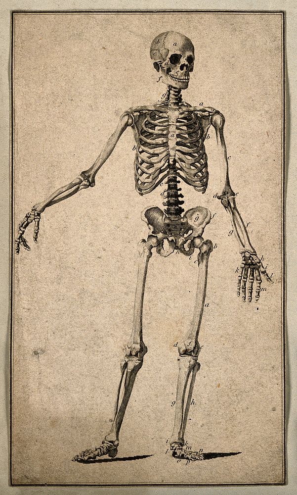 Human skeleton right arm extended: | Free Photo Illustration - rawpixel