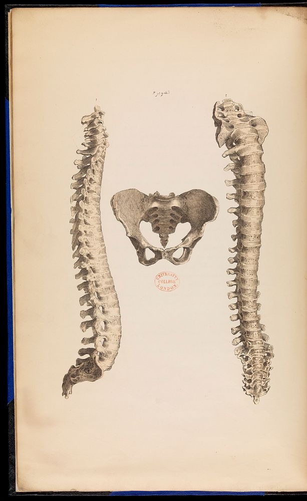 An atlas anatomical plates human | Free Photo Illustration - rawpixel