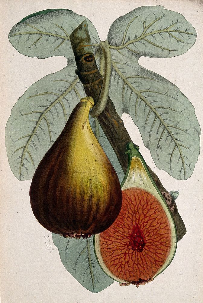 fig plant (Ficus carica): fruiting | Free Photo Illustration - rawpixel