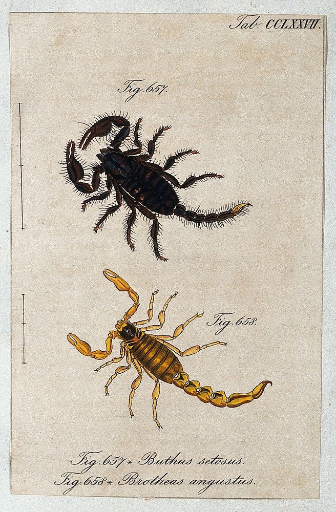 Two scorpions: Buthus setosus and | Free Photo Illustration - rawpixel