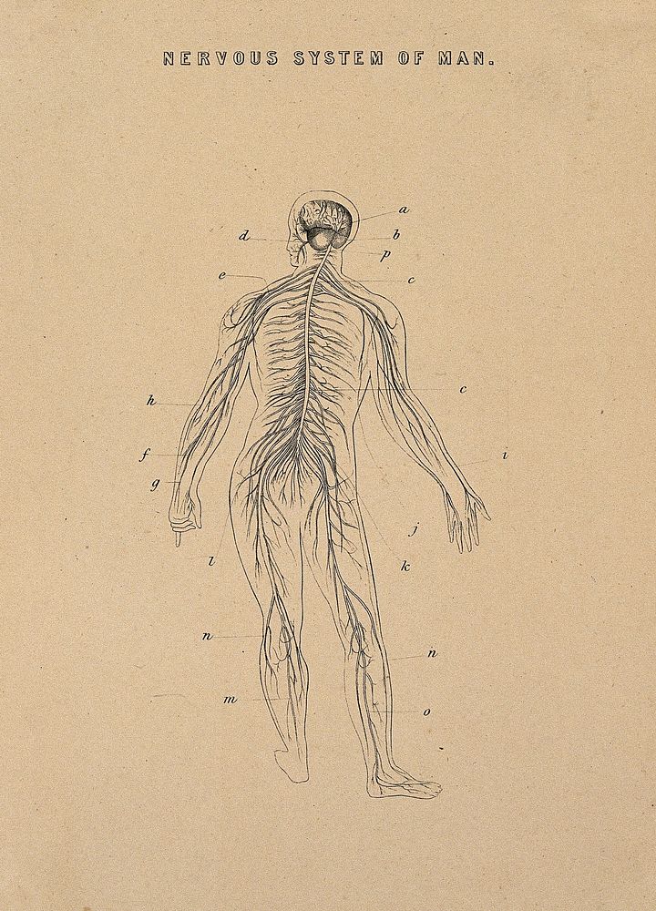 nervous system: illustration human figure | Free Photo Illustration ...
