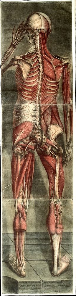 Anatomie generale des visceres en | Free Photo Illustration - rawpixel