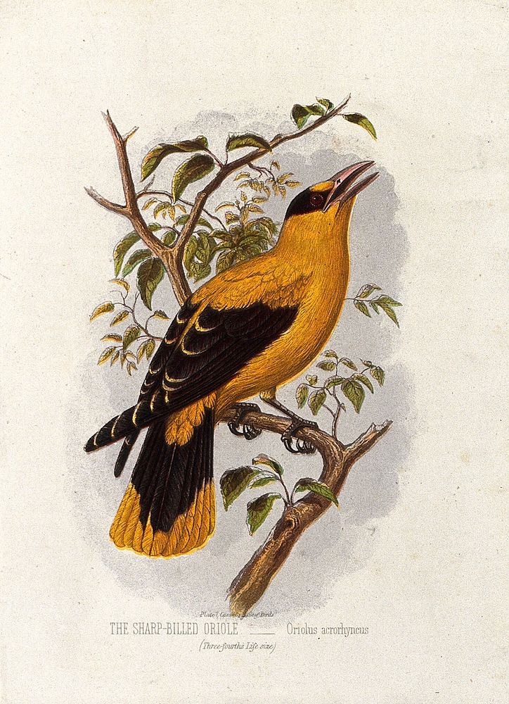 Oriole Lithograph Images | Free Photos, PNG Stickers, Wallpapers & Backgrounds - rawpixel